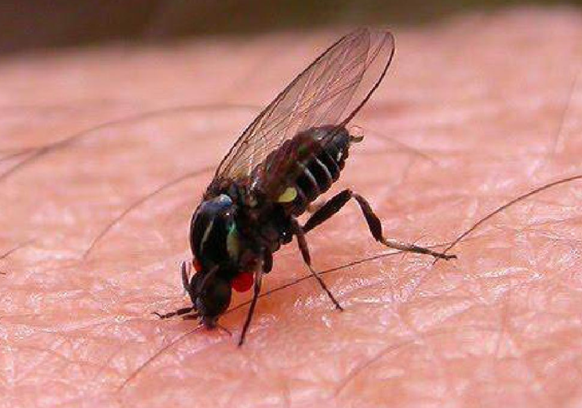 Eliminación de la ONCOCERCOSIS | Salud Digital